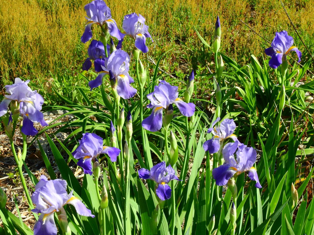 The Gardens are Popping – Folsom Mill Studio/Eunice Miller