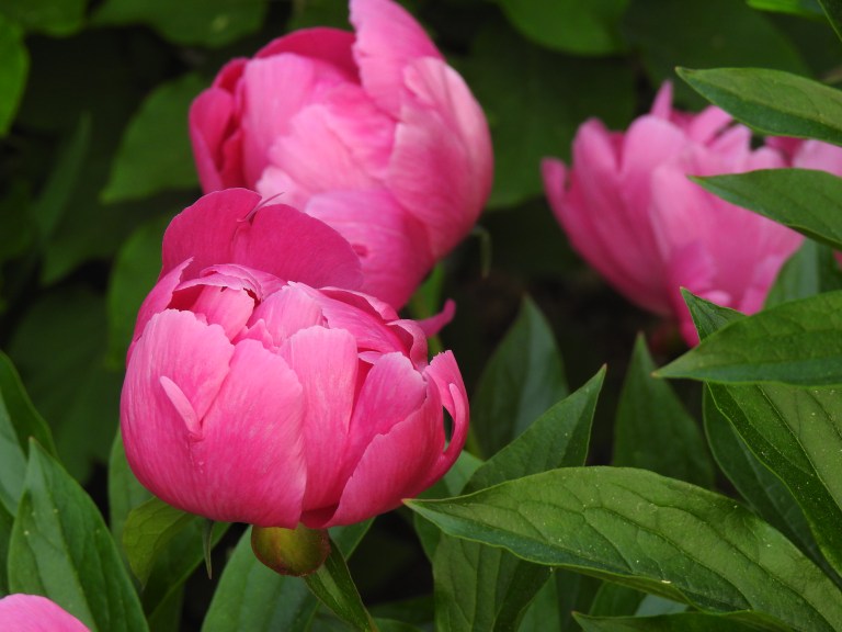 June Rains and Blossoms – Folsom Mill Studio/Eunice Miller